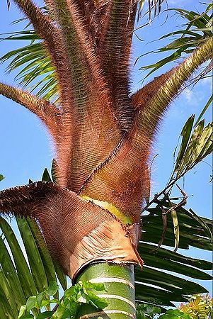 Pigafetta elata - Palmpedia - Palm Grower's Guide