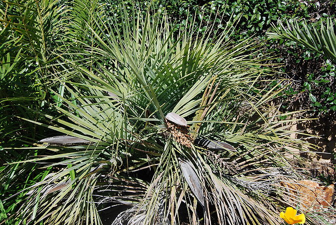 Butia archeri - Palmpedia - Palm Grower's Guide