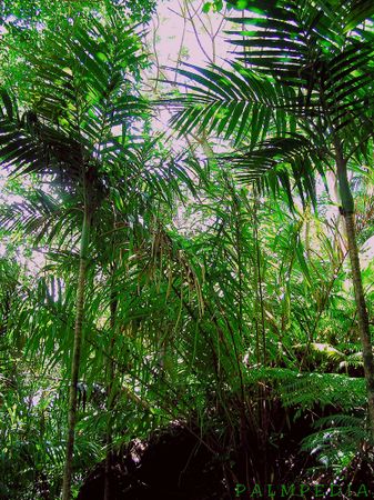 Areca caliso - Palmpedia - Palm Grower's Guide
