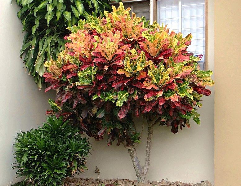 Bravo Croton Plant