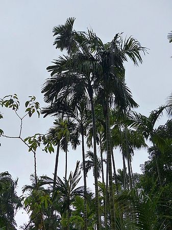 Loxococcus rupicola - Palmpedia - Palm Grower's Guide