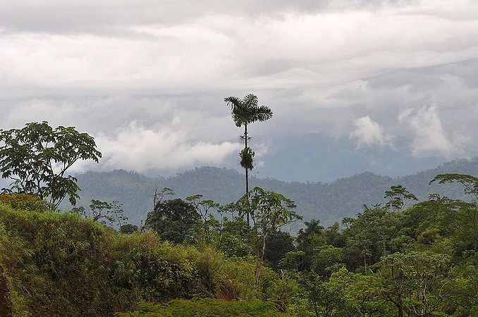 Iriartea deltoidea - Palmpedia - Palm Grower's Guide