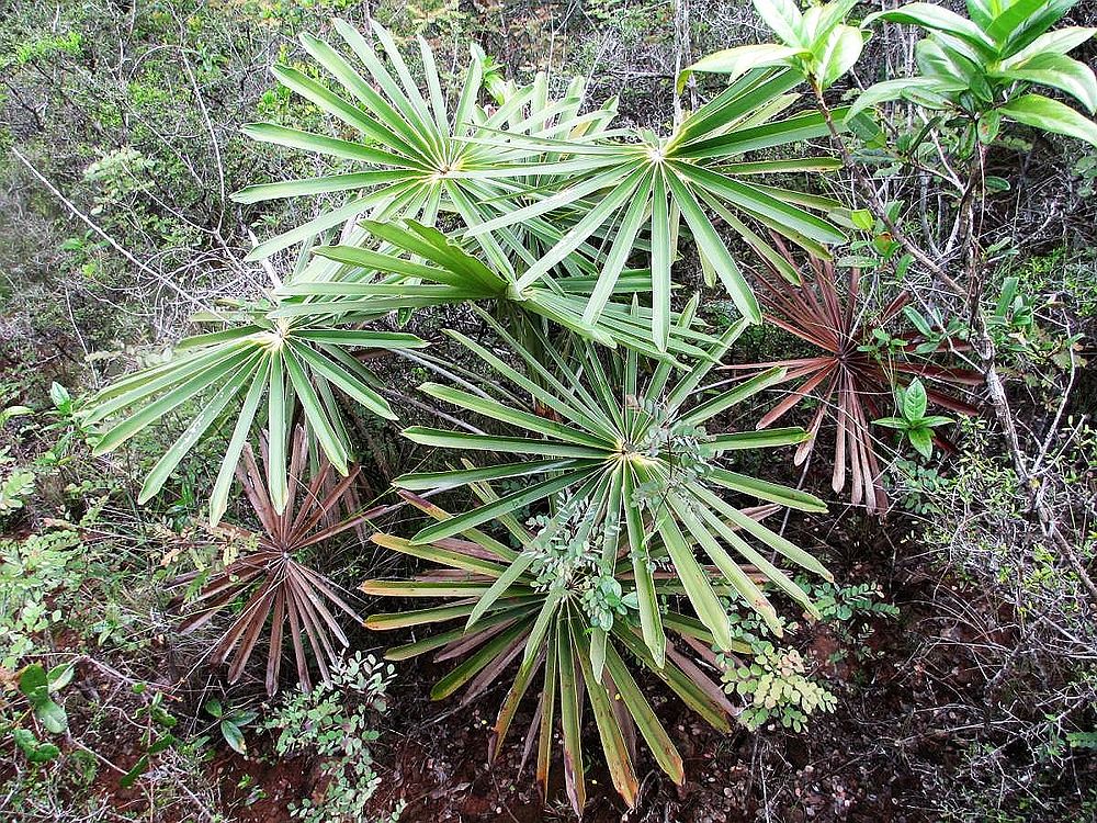 Coccothrinax orientalis - Palmpedia - Palm Grower's Guide