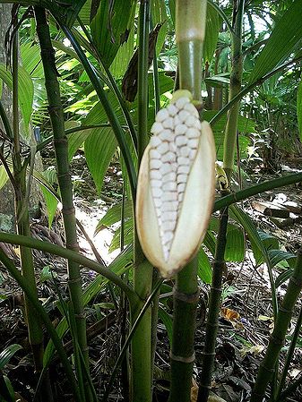 Pinanga sinii - Palmpedia - Palm Grower's Guide
