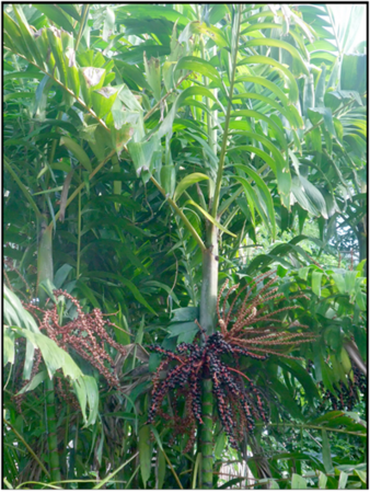 Ptychosperma schefferi - Palmpedia - Palm Grower's Guide