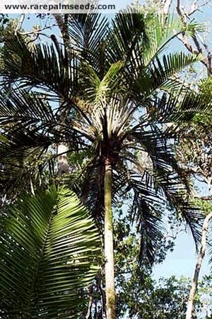 Ravenea julietiae - Palmpedia - Palm Grower's Guide