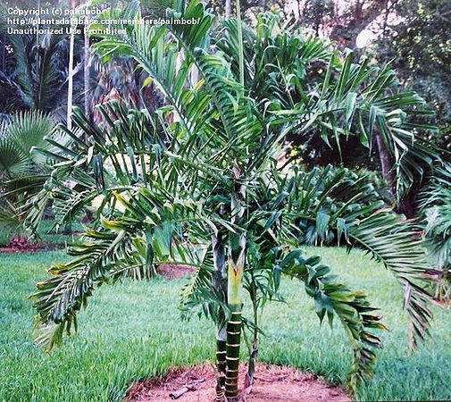Chrysalidocarpus lanceolata - Palmpedia - Palm Grower's Guide