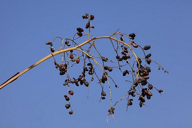 Livistona humilis - Palmpedia - Palm Grower's Guide