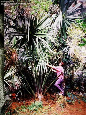 Sabal yapa - Palmpedia - Palm Grower's Guide