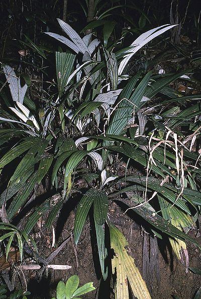 Dypsis acaulis - Palmpedia - Palm Grower's Guide