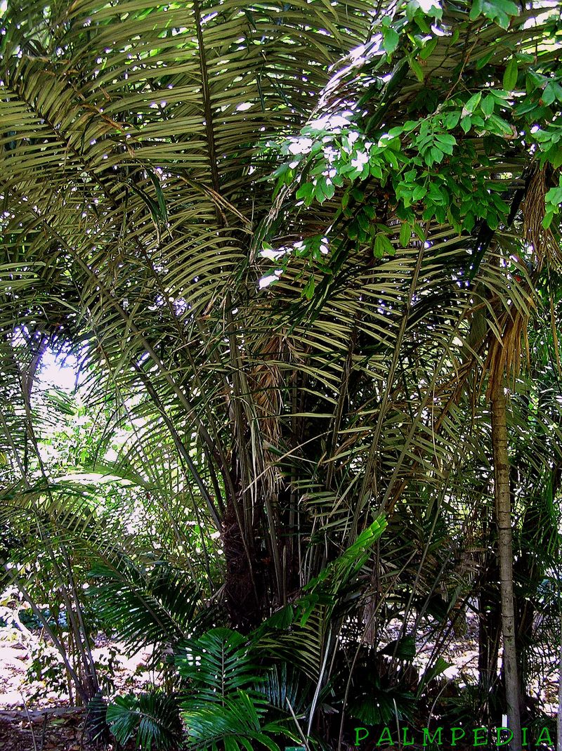 Arenga obtusifolia - Palmpedia - Palm Grower's Guide