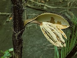 Bactris major - Palmpedia - Palm Grower's Guide