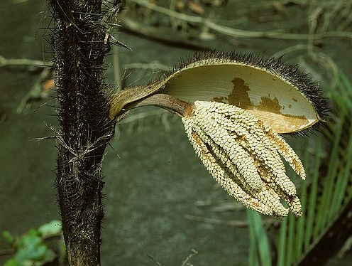 Bactris major - Palmpedia - Palm Grower's Guide