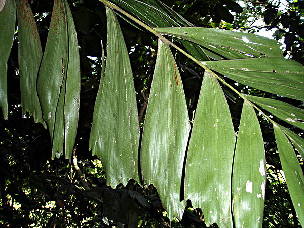 Balaka longirostris - Palmpedia - Palm Grower's Guide