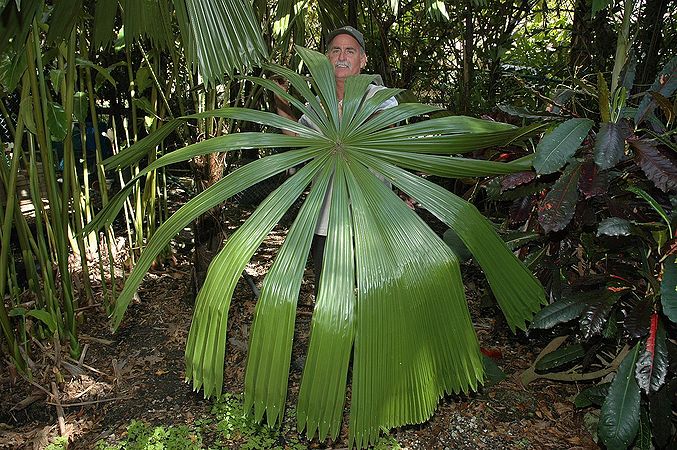 Licuala sp. 'Wilailak' - Palmpedia - Palm Grower's Guide
