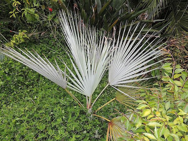 Brahea clara - Palmpedia - Palm Grower's Guide