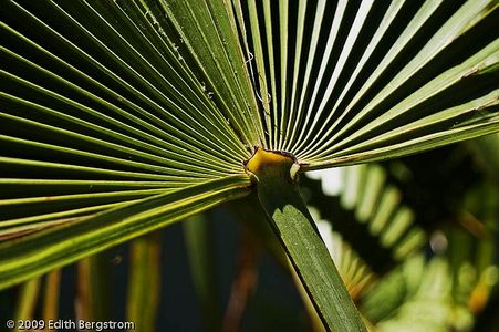 Category:TRACHYCARPUS - Palmpedia - Palm Grower's Guide