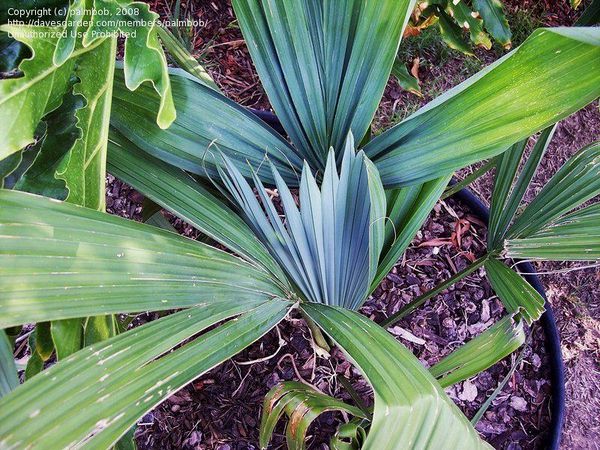 Sabal yapa - Palmpedia - Palm Grower's Guide