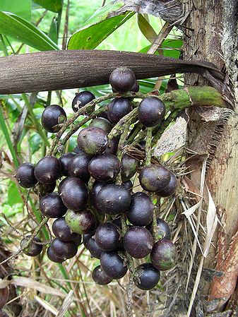Bactris maraja - Palmpedia - Palm Grower's Guide