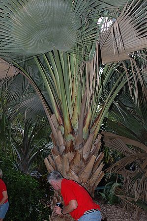 Copernicia gigas - Palmpedia - Palm Grower's Guide