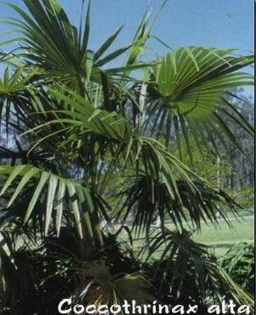 Coccothrinax barbadensis - Palmpedia - Palm Grower's Guide
