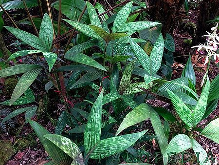 Pinanga disticha - Palmpedia - Palm Grower's Guide