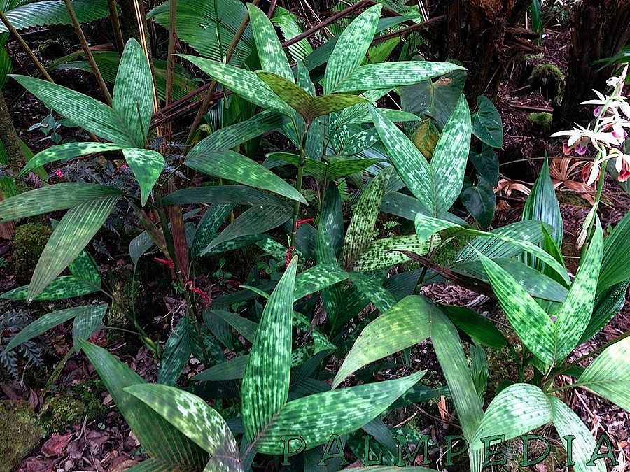 Pinanga disticha - Palmpedia - Palm Grower's Guide