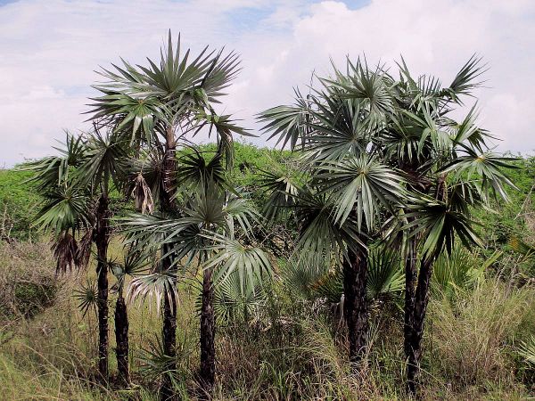 Coccothrinax macroglossa - Palmpedia - Palm Grower's Guide