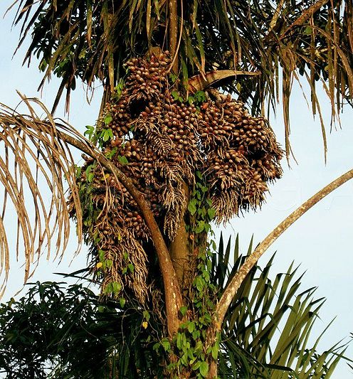 Raphia vinifera - Palmpedia - Palm Grower's Guide