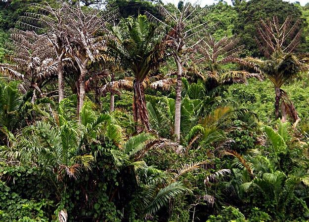 Metroxylon vitiense - Palmpedia - Palm Grower's Guide