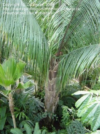 Attalea butyracea - Palmpedia - Palm Grower's Guide
