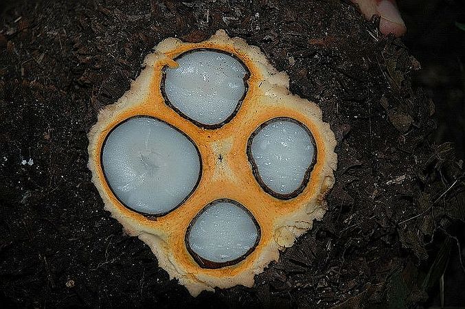 Phytelephas aequatorialis - Palmpedia - Palm Grower's Guide