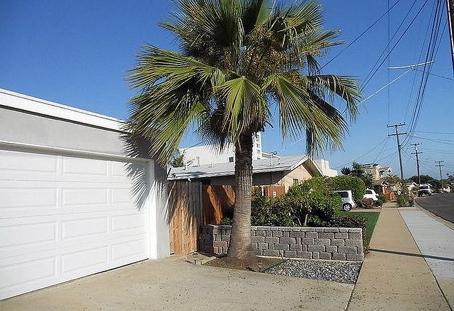 Brahea edulis - Palmpedia - Palm Grower's Guide