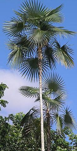 Coccothrinax argentea - Palmpedia - Palm Grower's Guide