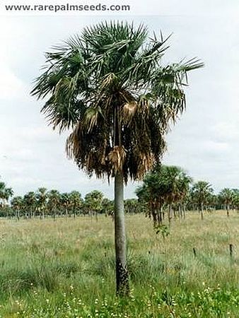 Copernicia alba - Palmpedia - Palm Grower's Guide