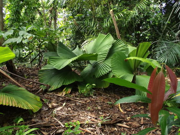 Licuala orbicularis - Palmpedia - Palm Grower's Guide