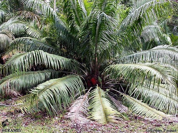 Elaeis oleifera - Palmpedia - Palm Grower's Guide