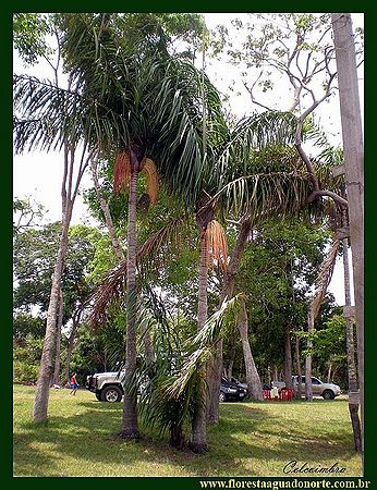 Oenocarpus bacaba - Palmpedia - Palm Grower's Guide