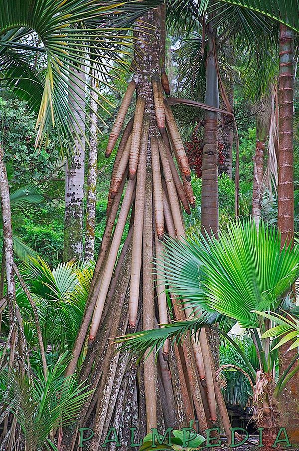 Palmpedia - Palm Grower's Guide