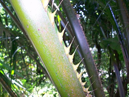 Petiole - Palmpedia - Palm Grower's Guide