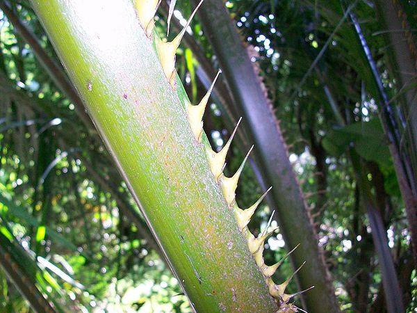 Petiole - Palmpedia - Palm Grower's Guide