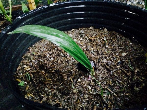 Sabinaria magnifica - Palmpedia - Palm Grower's Guide