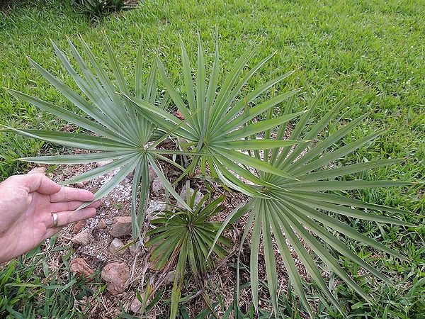 Brahea dulcis - Palmpedia - Palm Grower's Guide