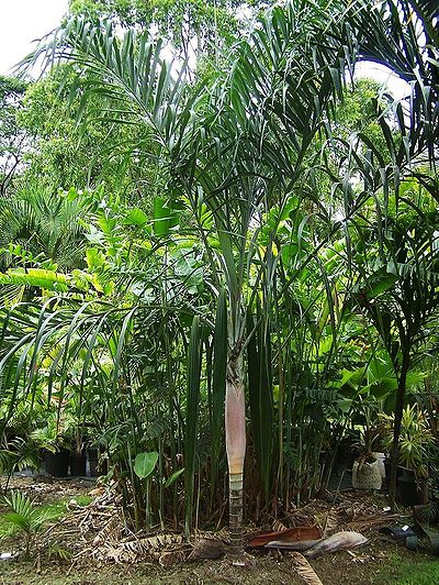 Chrysalidocarpus basilongus - Palmpedia - Palm Grower's Guide