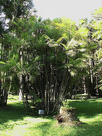 Bactris concinna - Palmpedia - Palm Grower's Guide