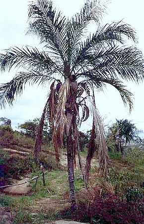 Attalea humilis - Palmpedia - Palm Grower's Guide