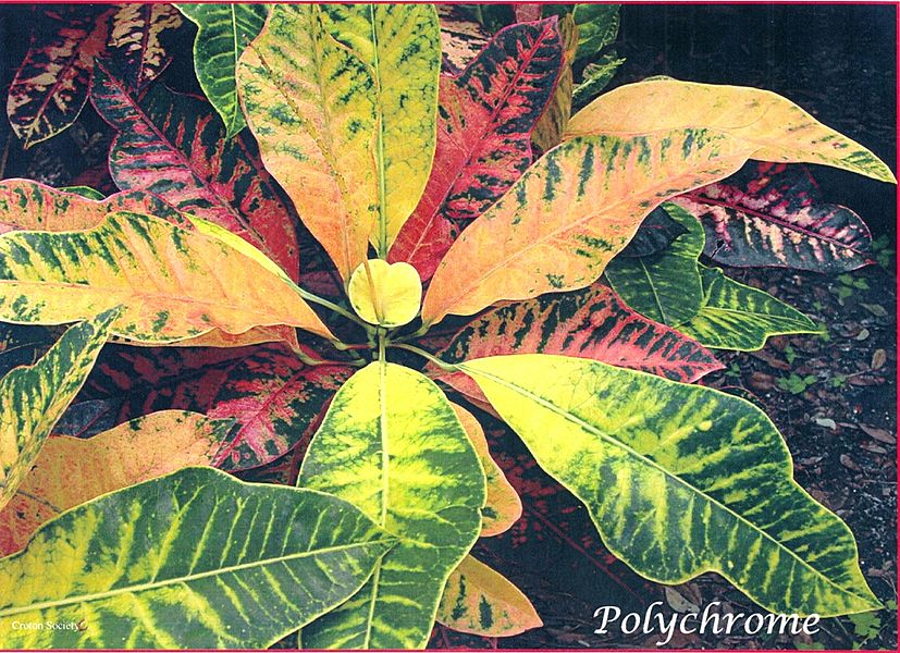 POLYCHROME - Palmpedia - Palm Grower's Guide
