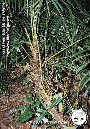 Daemonorops kunstleri - Palmpedia - Palm Grower's Guide