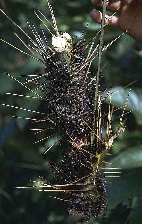 Daemonorops collarifera - Palmpedia - Palm Grower's Guide