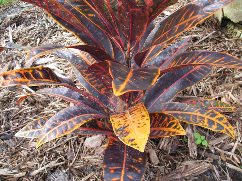 PHILIPPINE RED - Palmpedia - Palm Grower's Guide